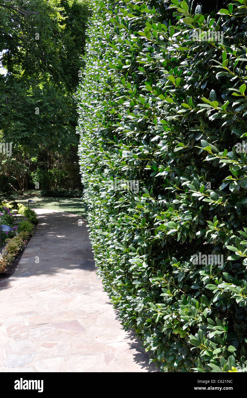 Ilex Nellie R. Stevens Holly Stock Photo - Alamy