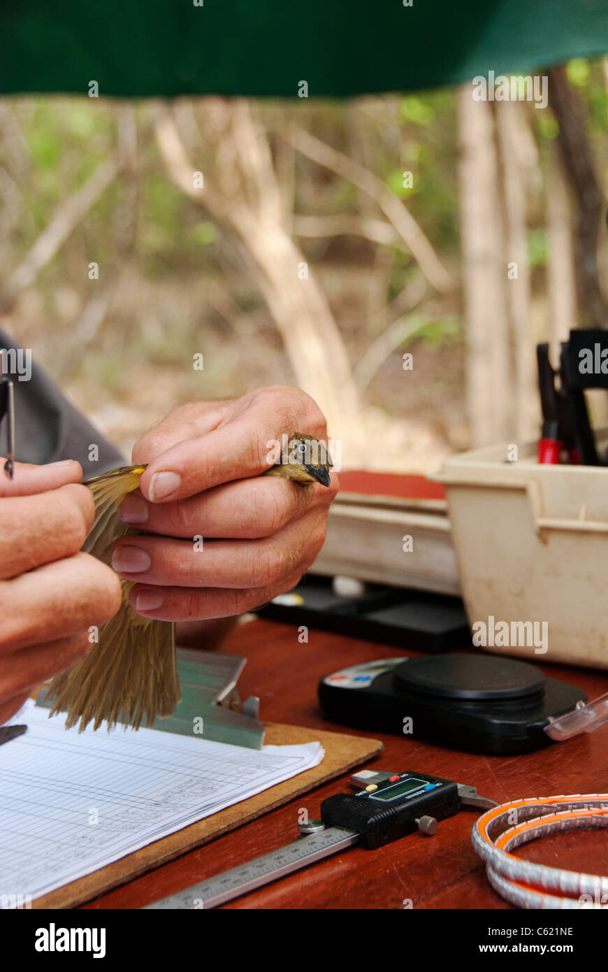 bird ringing africa Stock Photo - Alamy