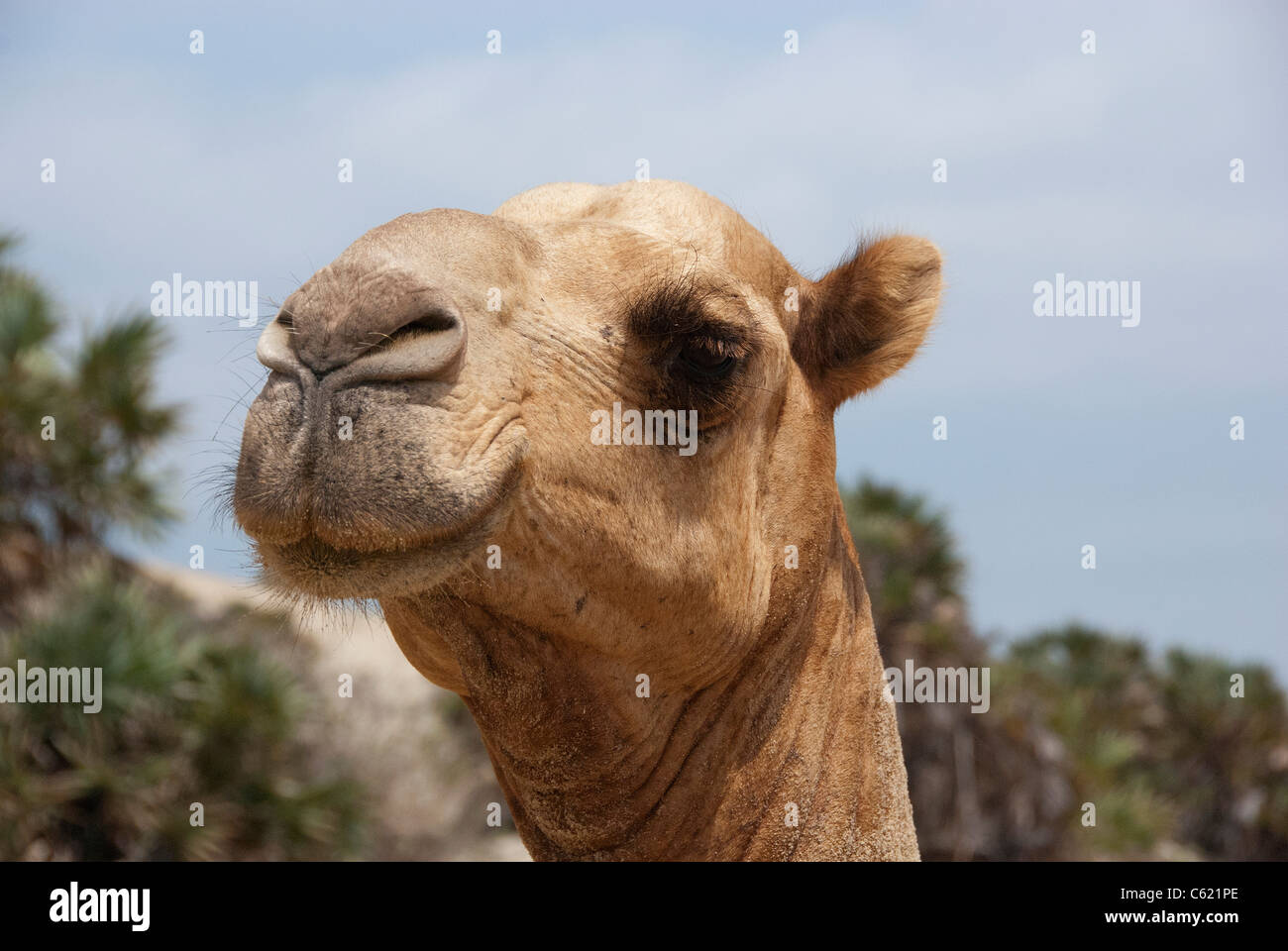 Camel portrait beach sea lamu africa hi-res stock photography and ...
