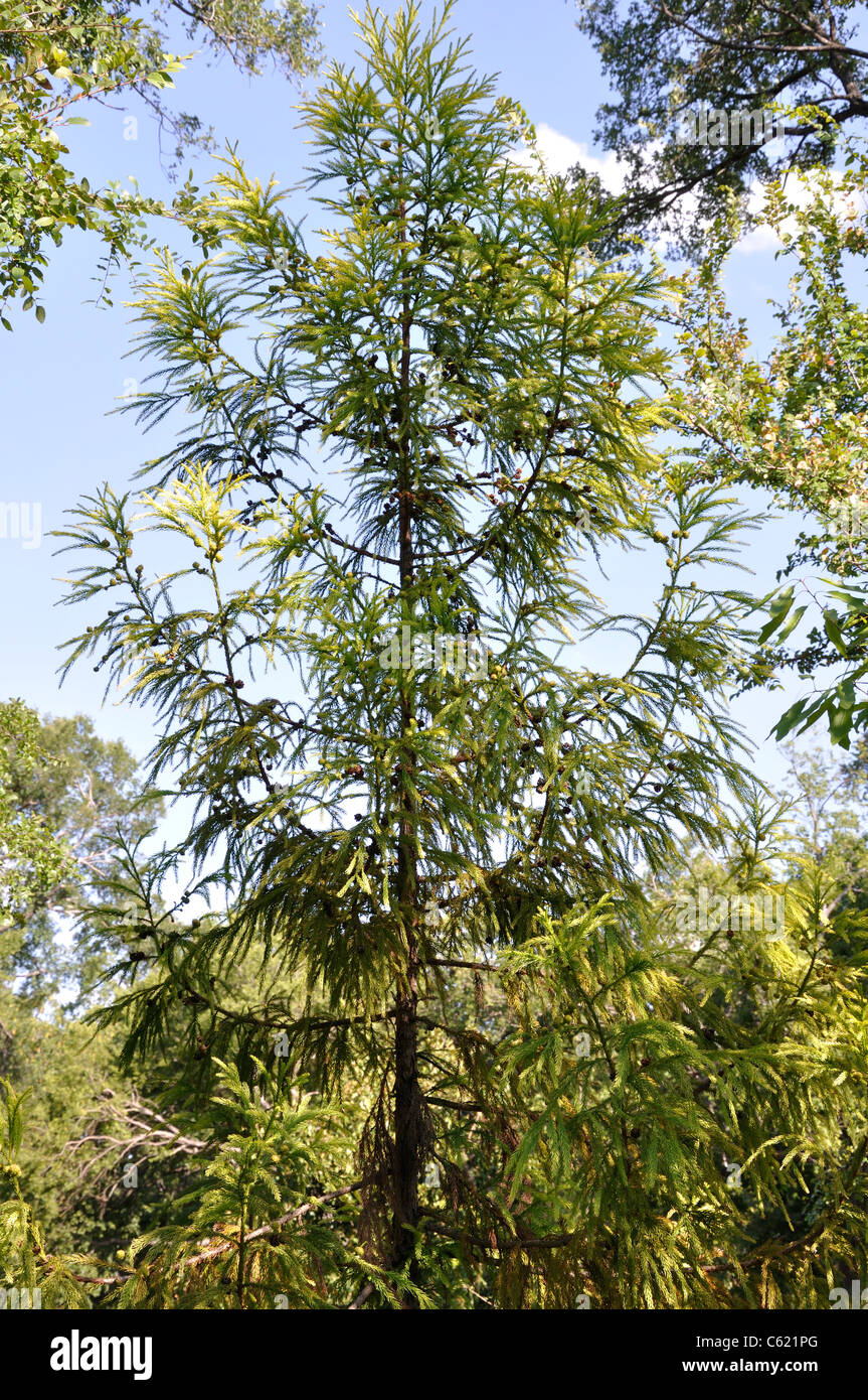 Cryptomeria japonica sinensis hi-res stock photography and images - Alamy