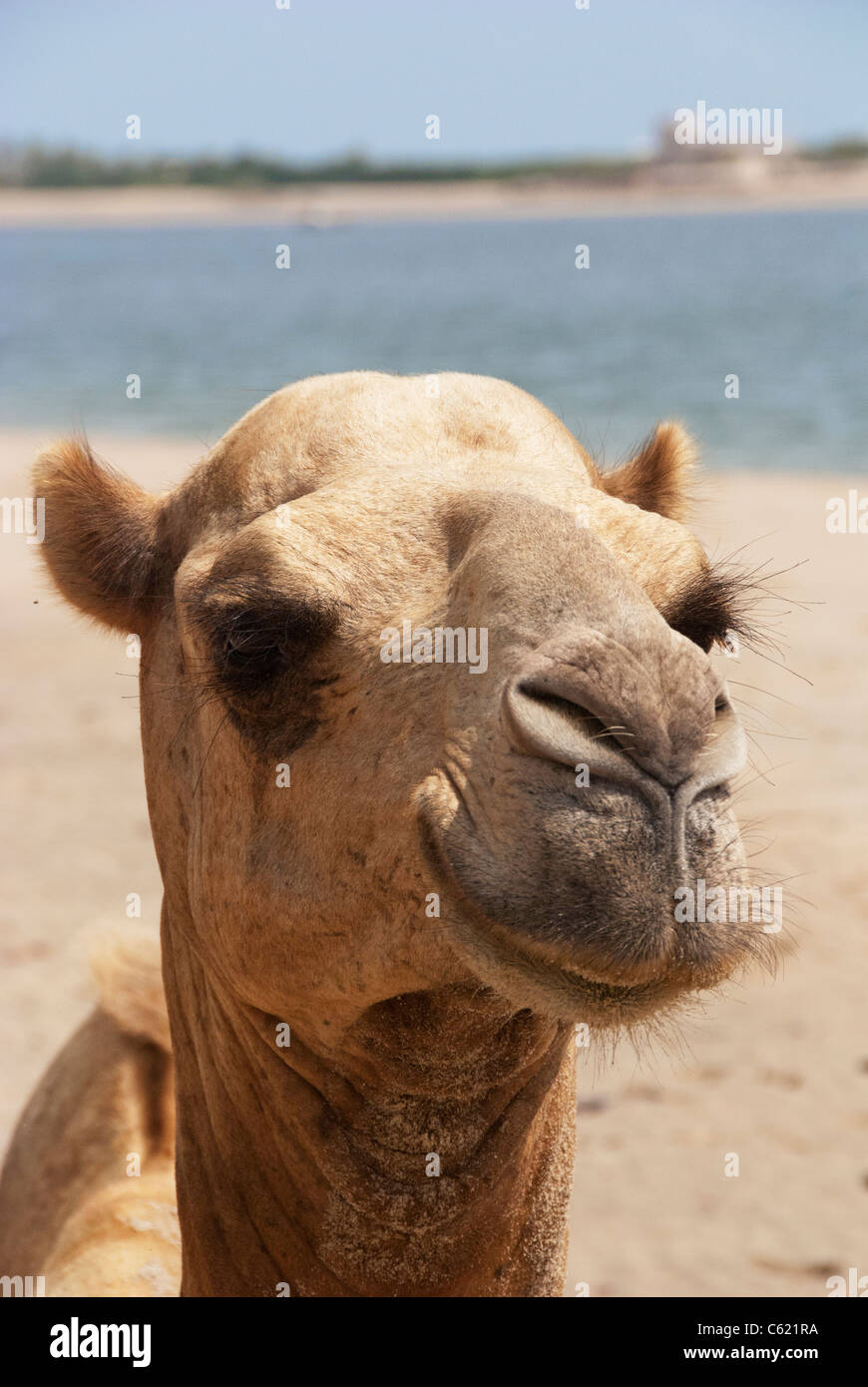 Camel face hi-res stock photography and images - Alamy