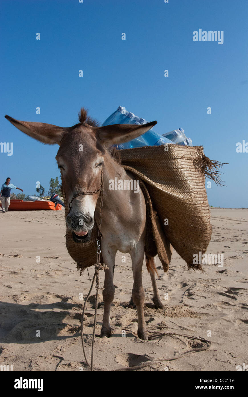 Donkeys carrying load hi-res stock photography and images - Alamy
