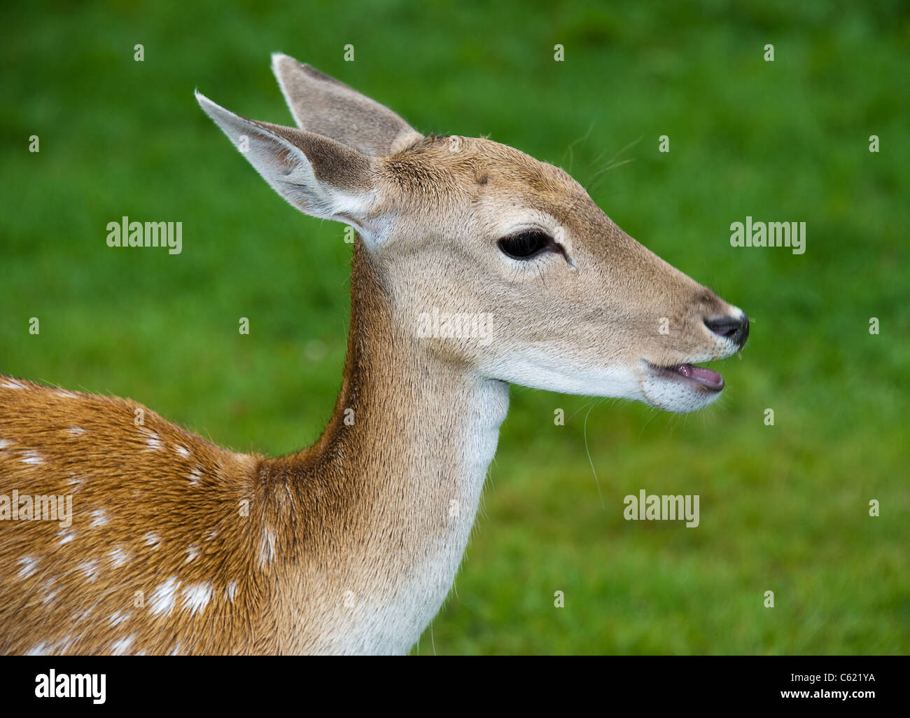 Fallow deer female hi-res stock photography and images - Alamy