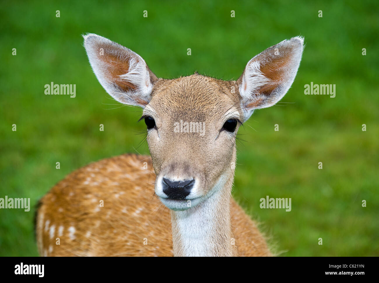 Fallow deer female hi-res stock photography and images - Alamy