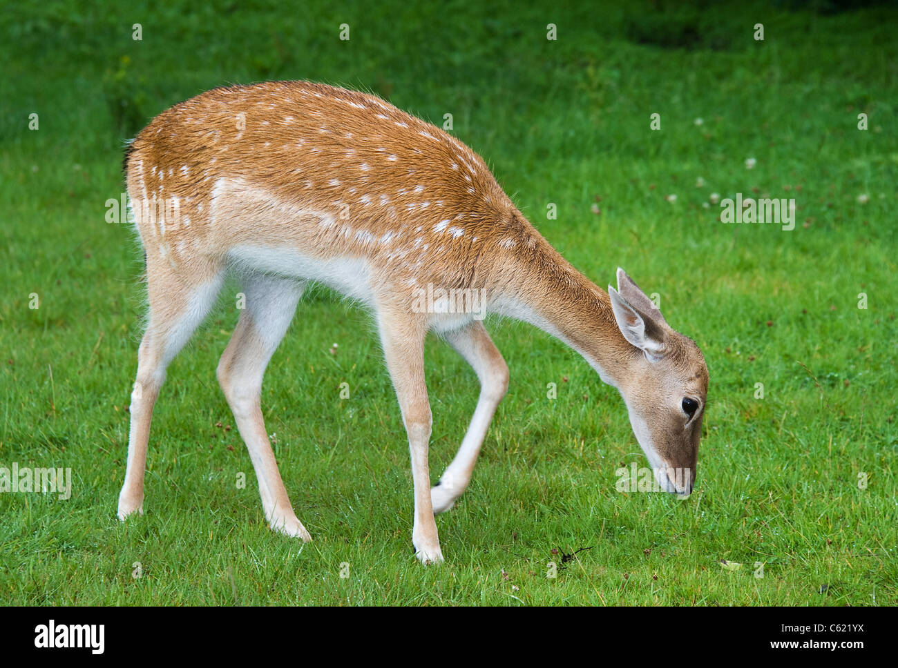 Fallow Deer, Female, UK (Dama dama Stock Photo - Alamy