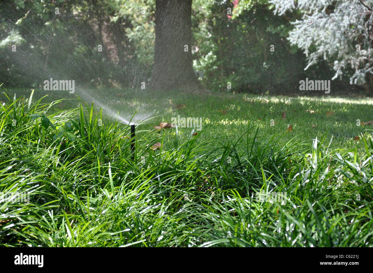 Garden being watered Stock Photo - Alamy