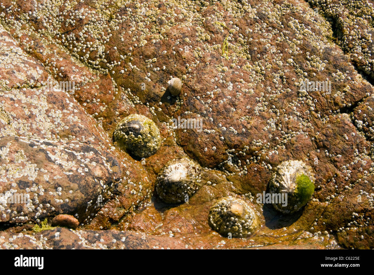 Limpet Shells on a Rock Stock Photo - Alamy
