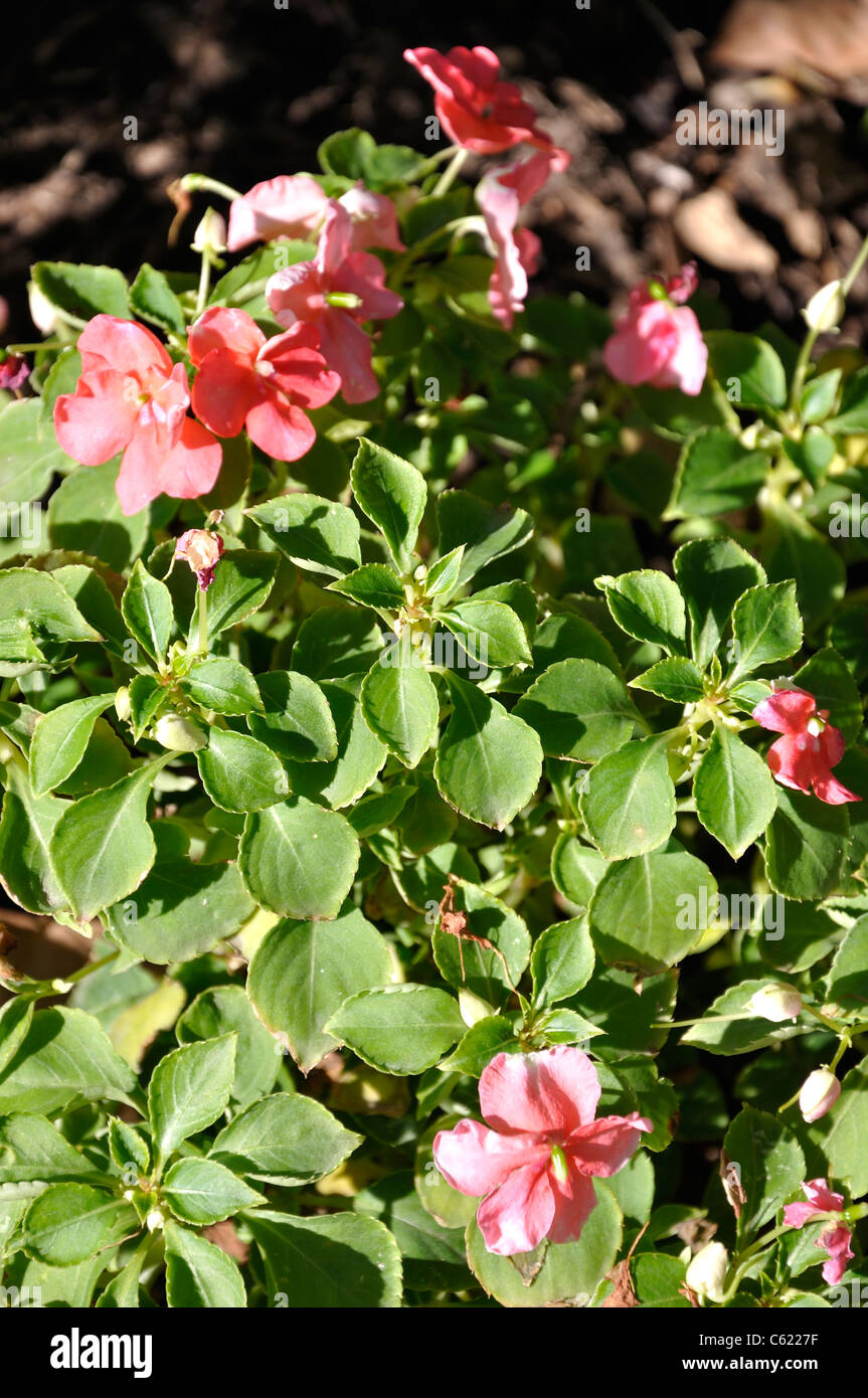 Pink Storm Flowering Quince - Chaenomeles Stock Photo - Alamy