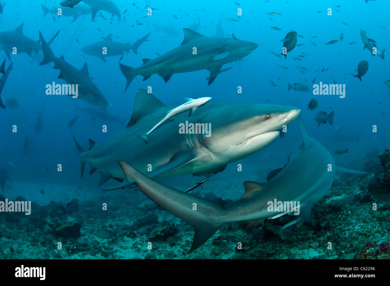 Carcharhinus leucas hi-res stock photography and images - Alamy