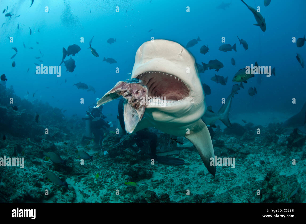 Bull Sharks, Carcharhinus leucas, gather during a shark dive at Shark ...