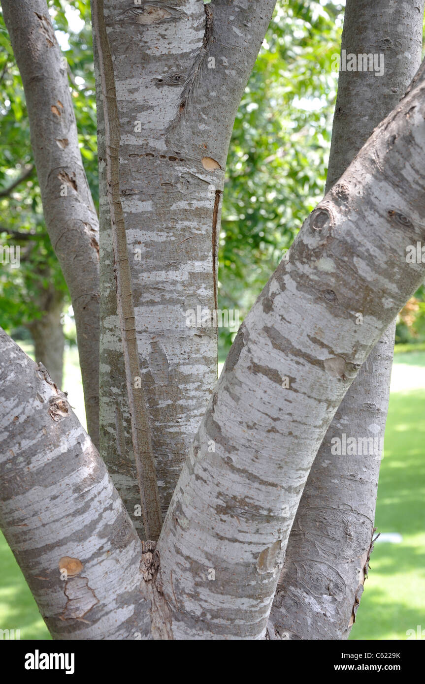 Flowering Crabapple - Malus sp Stock Photo - Alamy