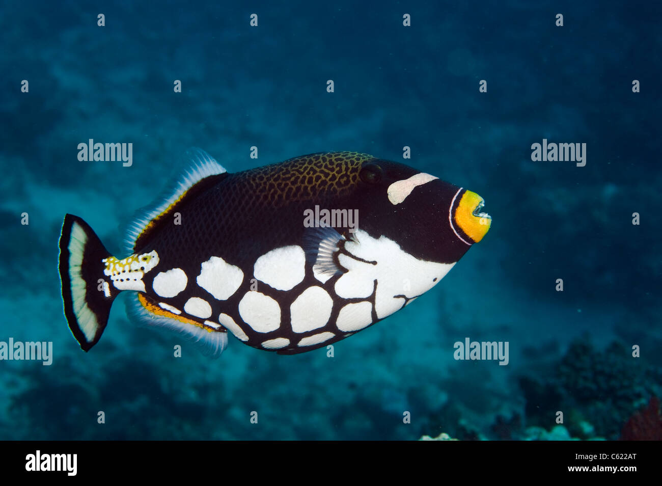 A Clown Triggerfish, Balistoides conspicillum, swims over a coral reef ...