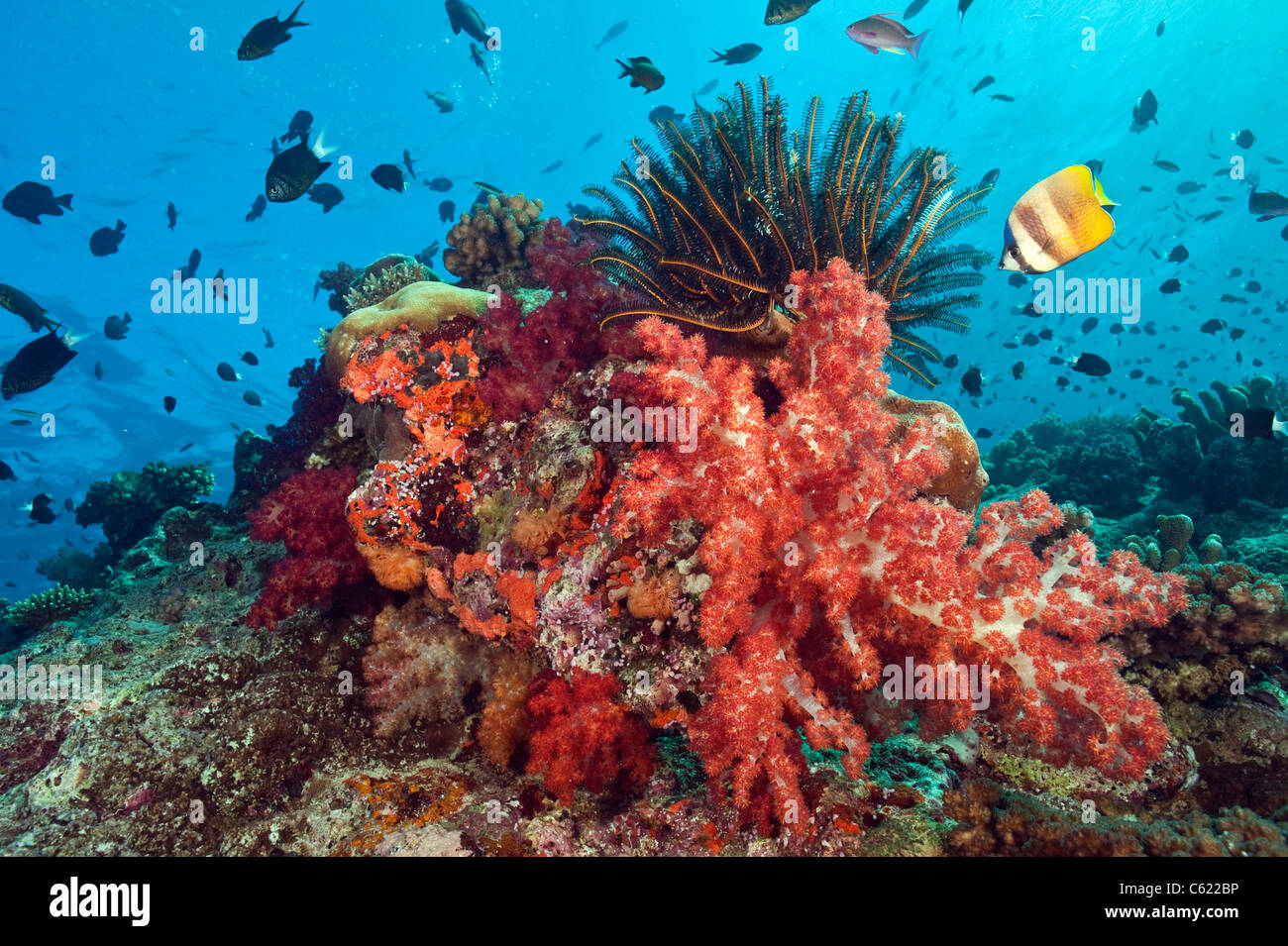 Coral reef in Beqa Lagoon, Pacific Harbor, Viti Levu, Fiji adorned with ...