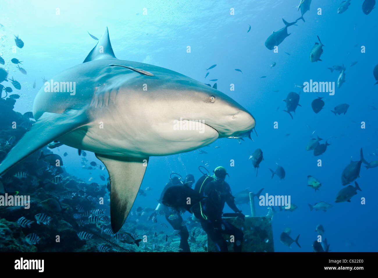 Fiji shark dive diver hi-res stock photography and images - Alamy