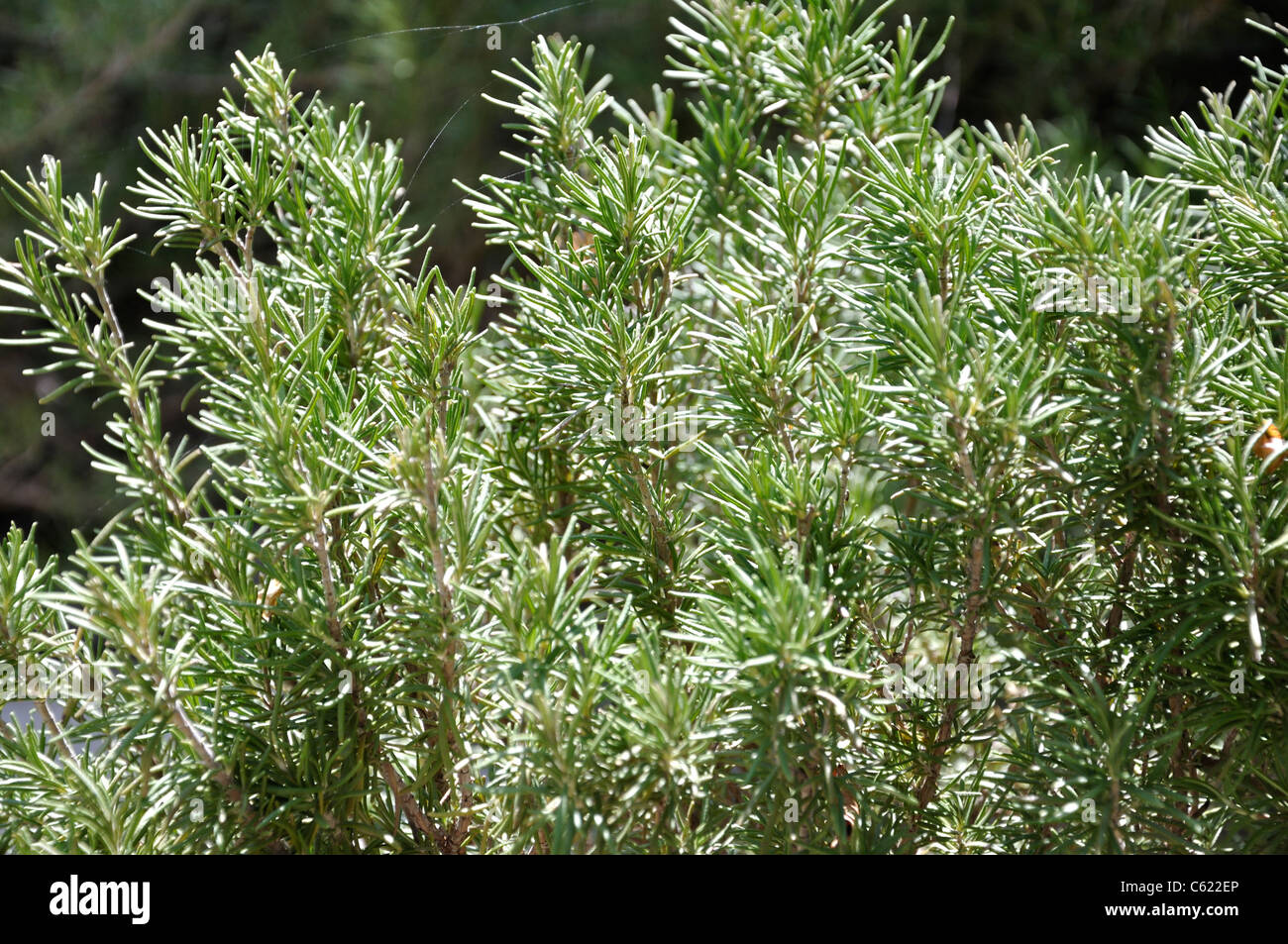 Forest lockwood de hi-res stock photography and images - Alamy