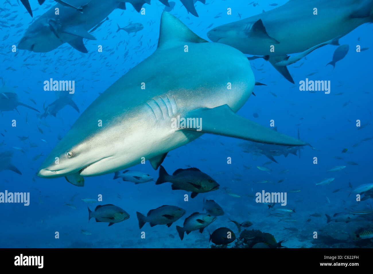 Bull Sharks, Carcharhinus leucas, gather during a shark dive at Shark ...