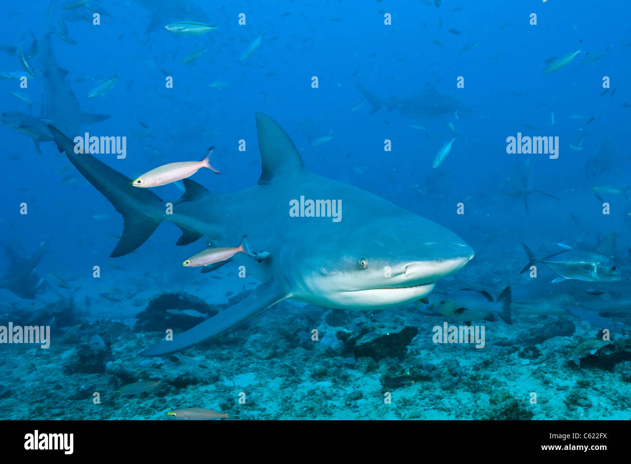 Bull sharks hi-res stock photography and images - Alamy