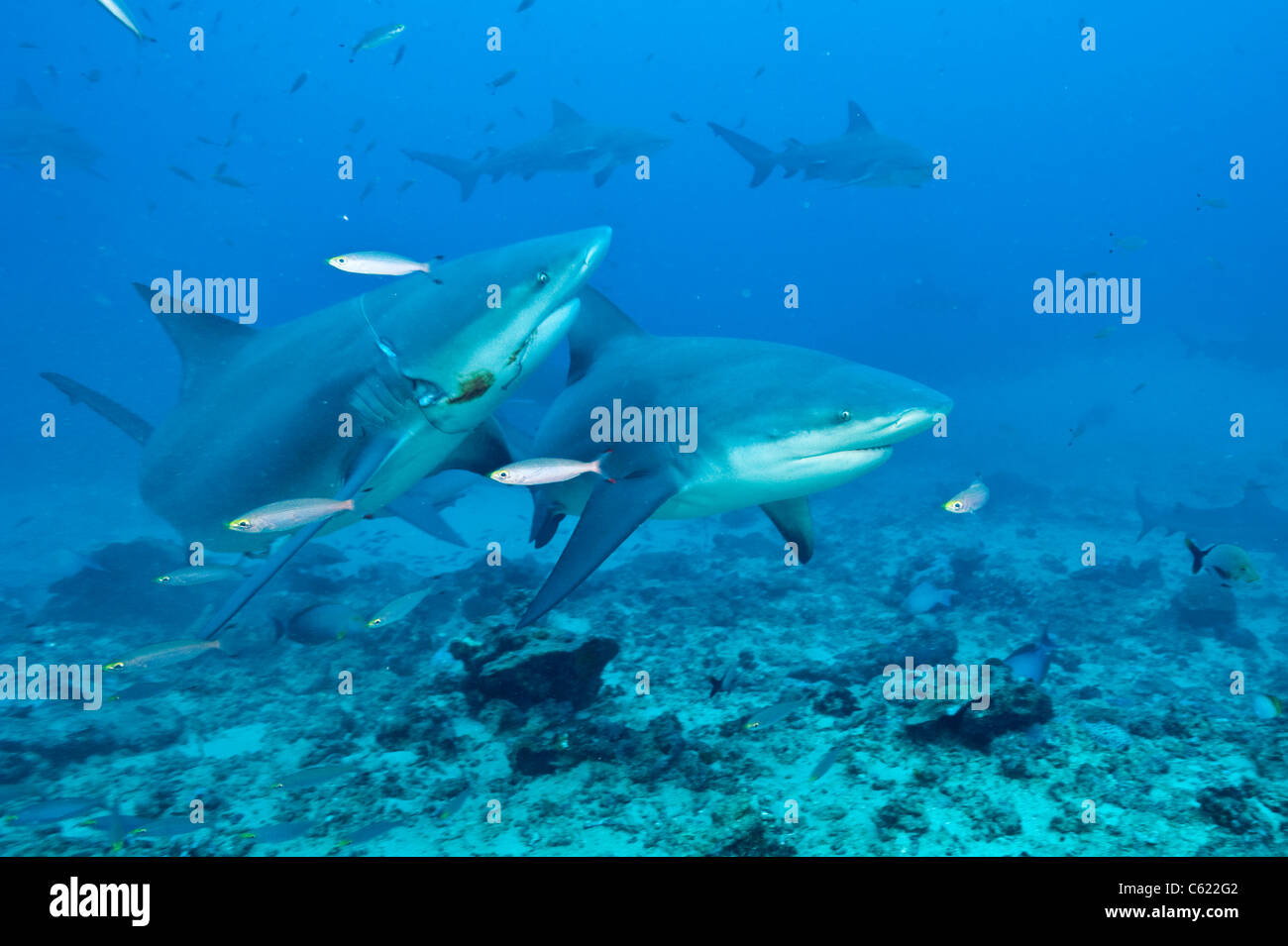Shark reef marine reserve fiji hi-res stock photography and images - Alamy