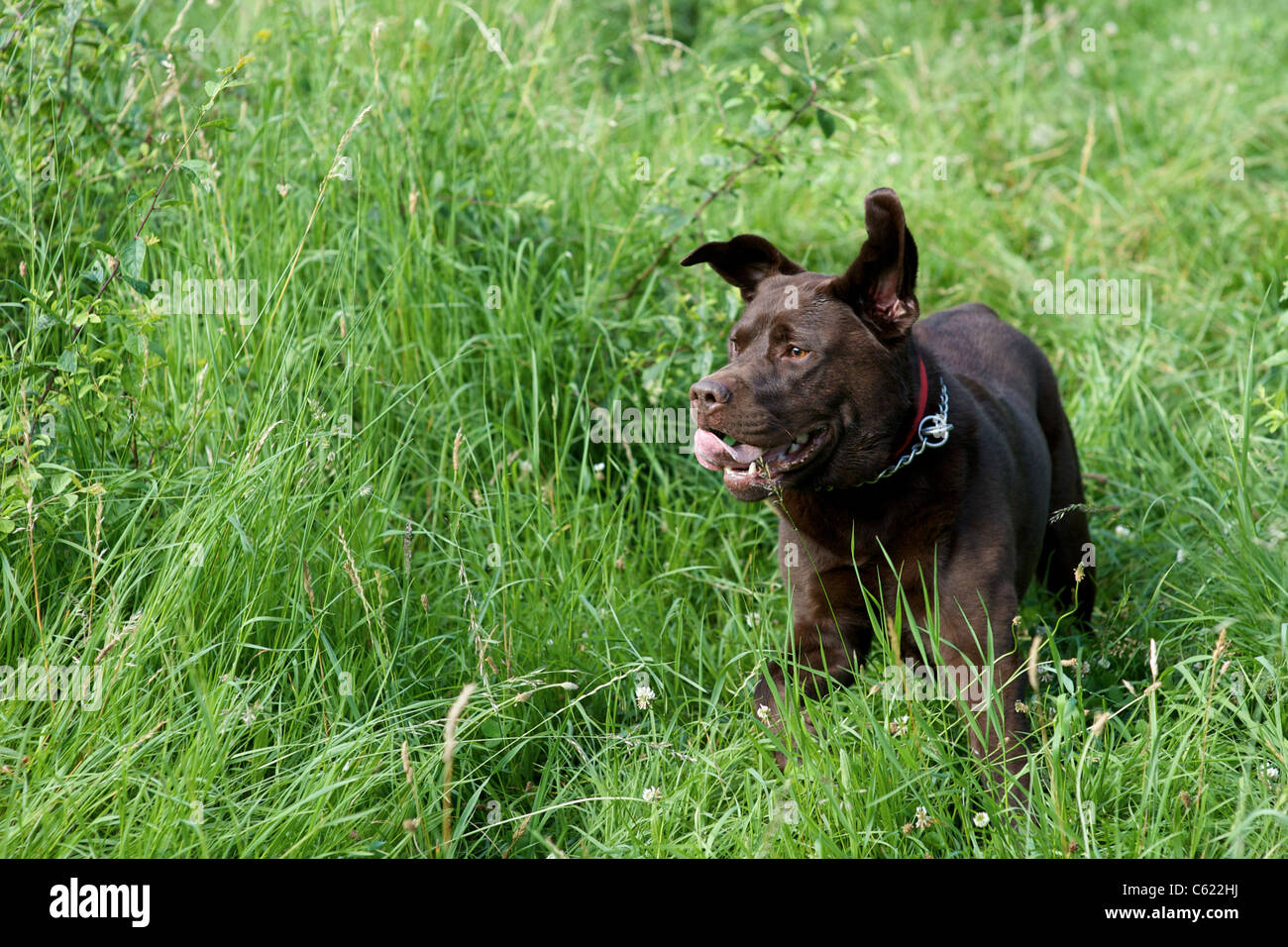 Female Chocolate Lab Running