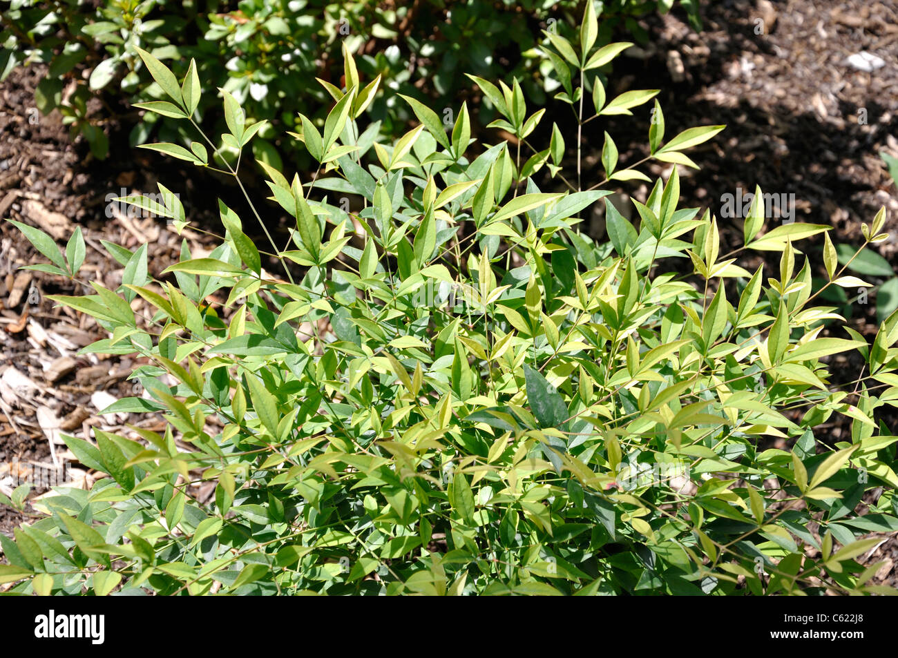 Autumn Lilac Encore - Azalea Rhododendron Stock Photo - Alamy
