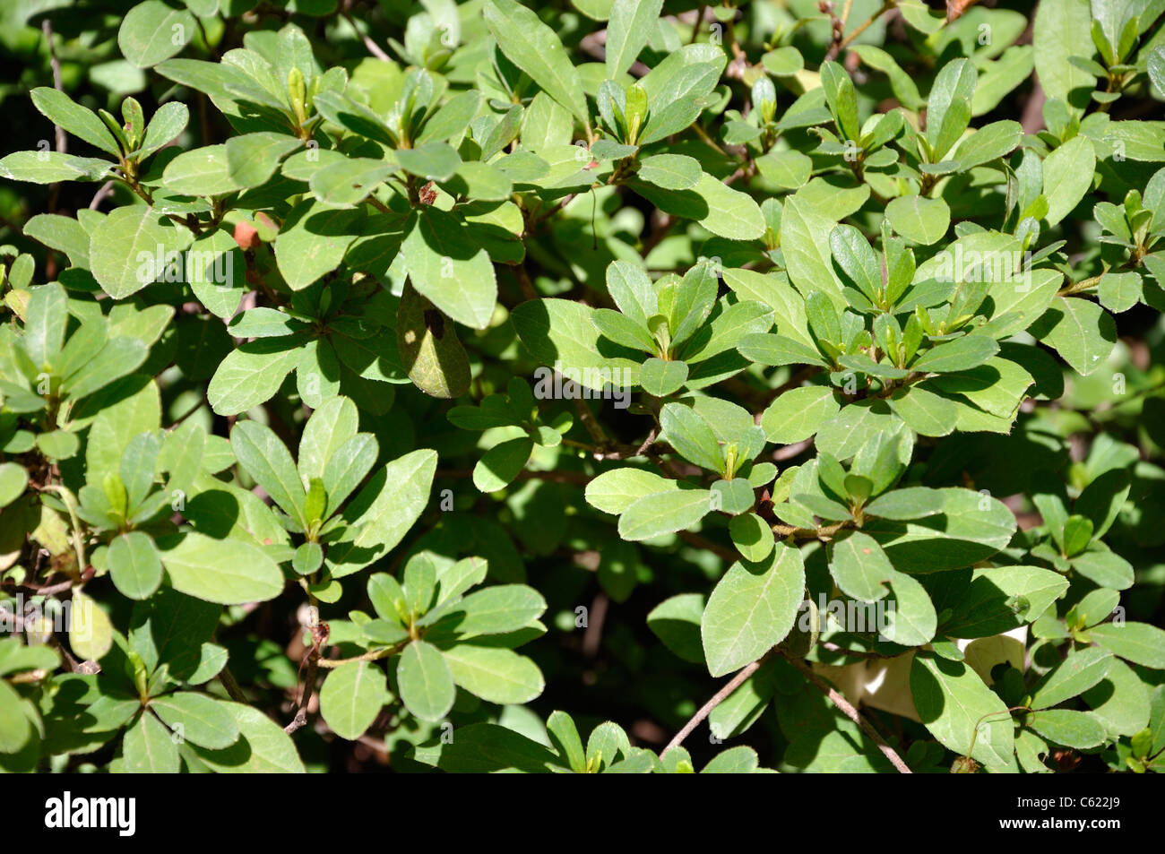 Azalea encore sunset hi-res stock photography and images - Alamy
