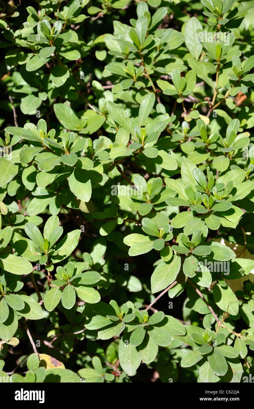 Azalea encore sunset hi-res stock photography and images - Alamy