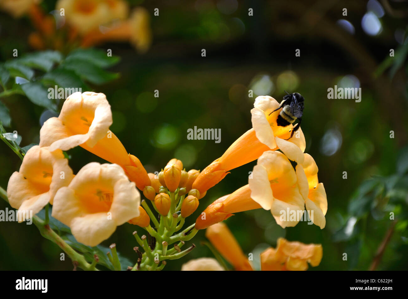 Bee pollinating Trumpet Creeper - Campsis radicans - 'Flava' Stock ...