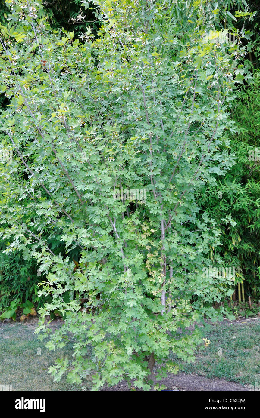 Bigtooth maple hi-res stock photography and images - Alamy