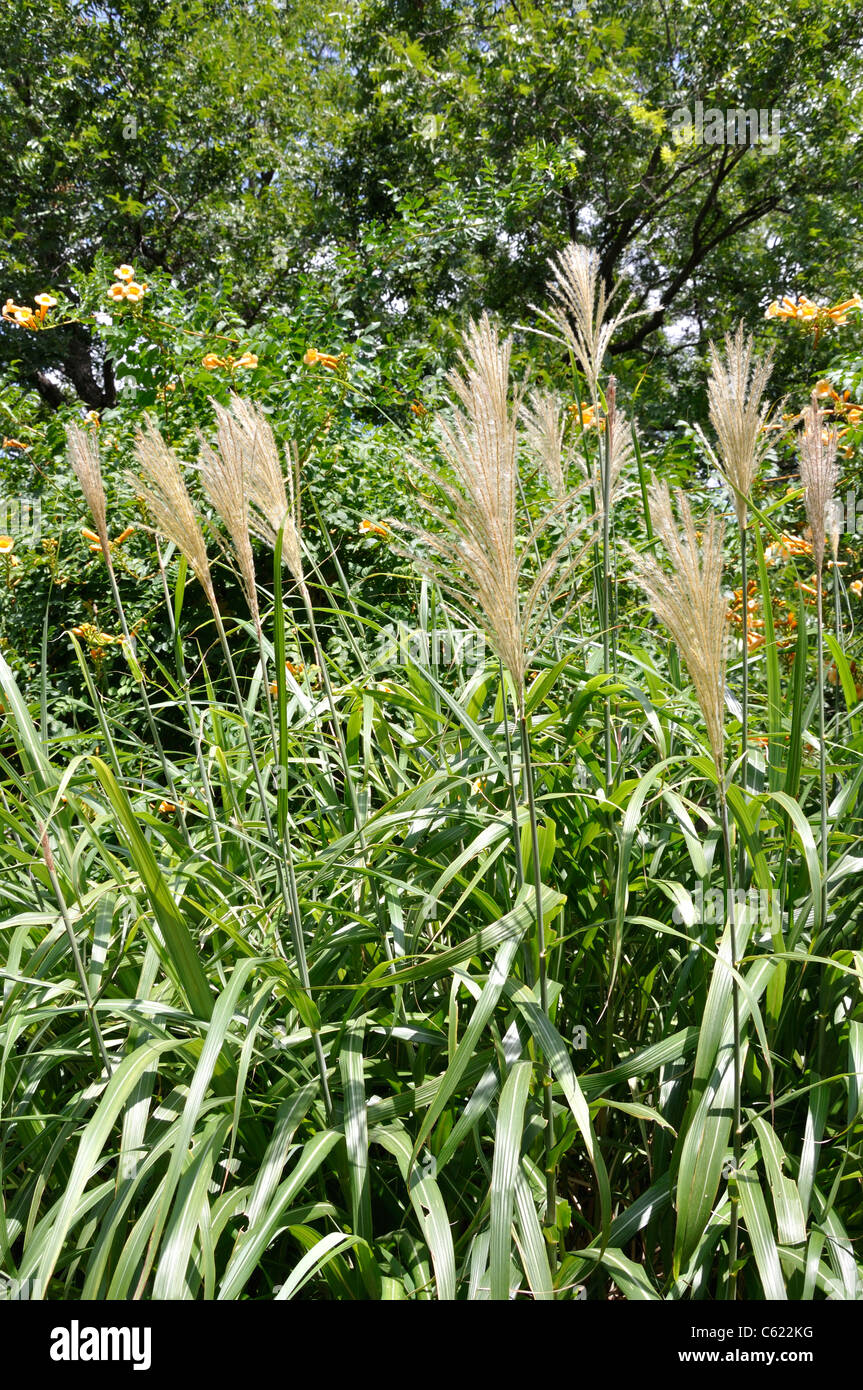 Red Silver Maiden Grass Miscanthus sinensis "Rotsilber Stock Photo - Alamy