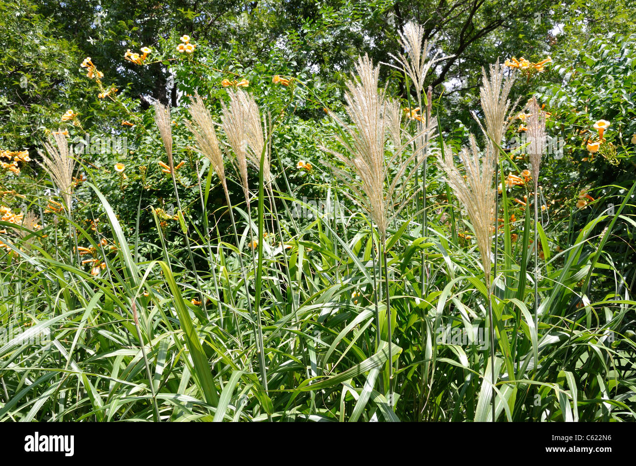 Red Silver Maiden Grass Miscanthus sinensis "Rotsilber Stock Photo - Alamy