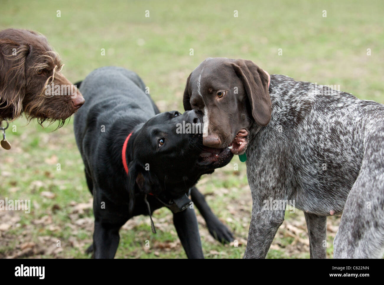 A German Pointer and a Black Labrador playing with a tennis ball whilst ...