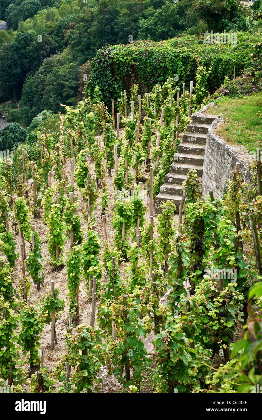 Dorndorf, vinyards, one of Europe's Northern-most wine producing ...