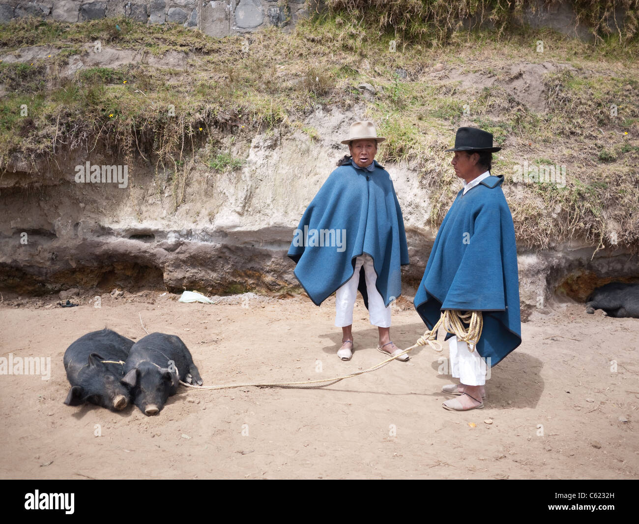 Market pigs hi-res stock photography and images - Alamy