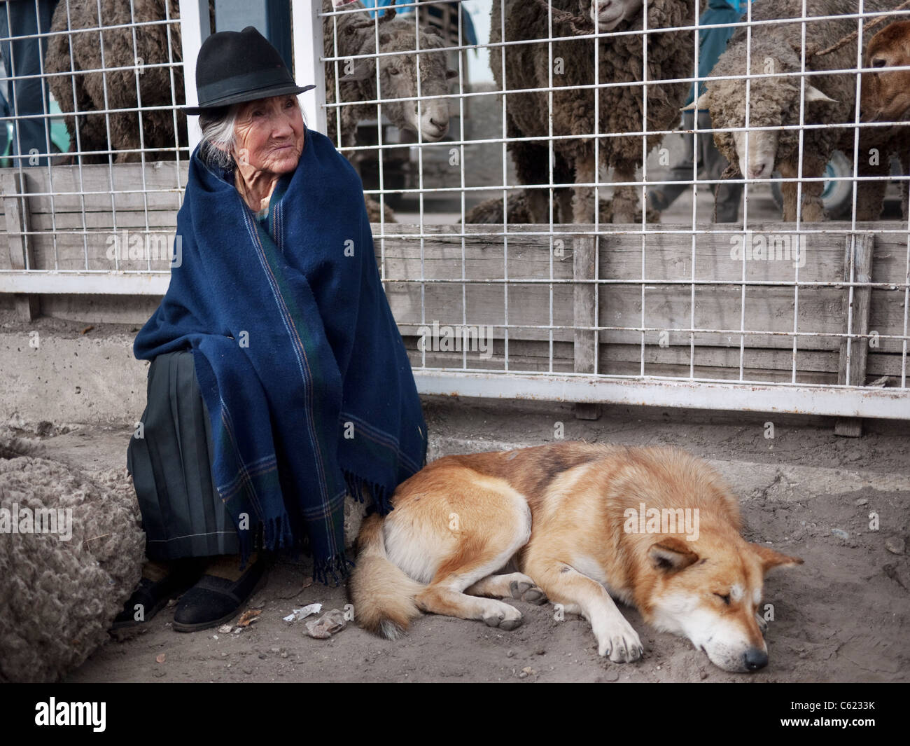 An indigenous woman and her dog selling sheep at a market in Guamote ...