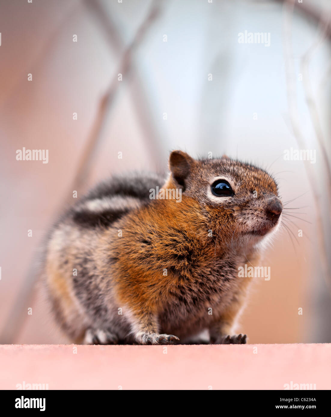 Chipmunk detail hi-res stock photography and images - Alamy