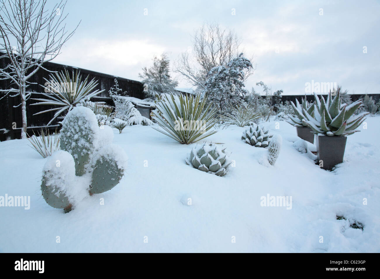 Snow covering exotic plants in a temperate garden Stock Photo - Alamy