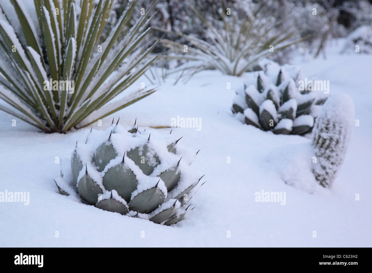 Snow covering exotic plants in a temperate garden Stock Photo - Alamy