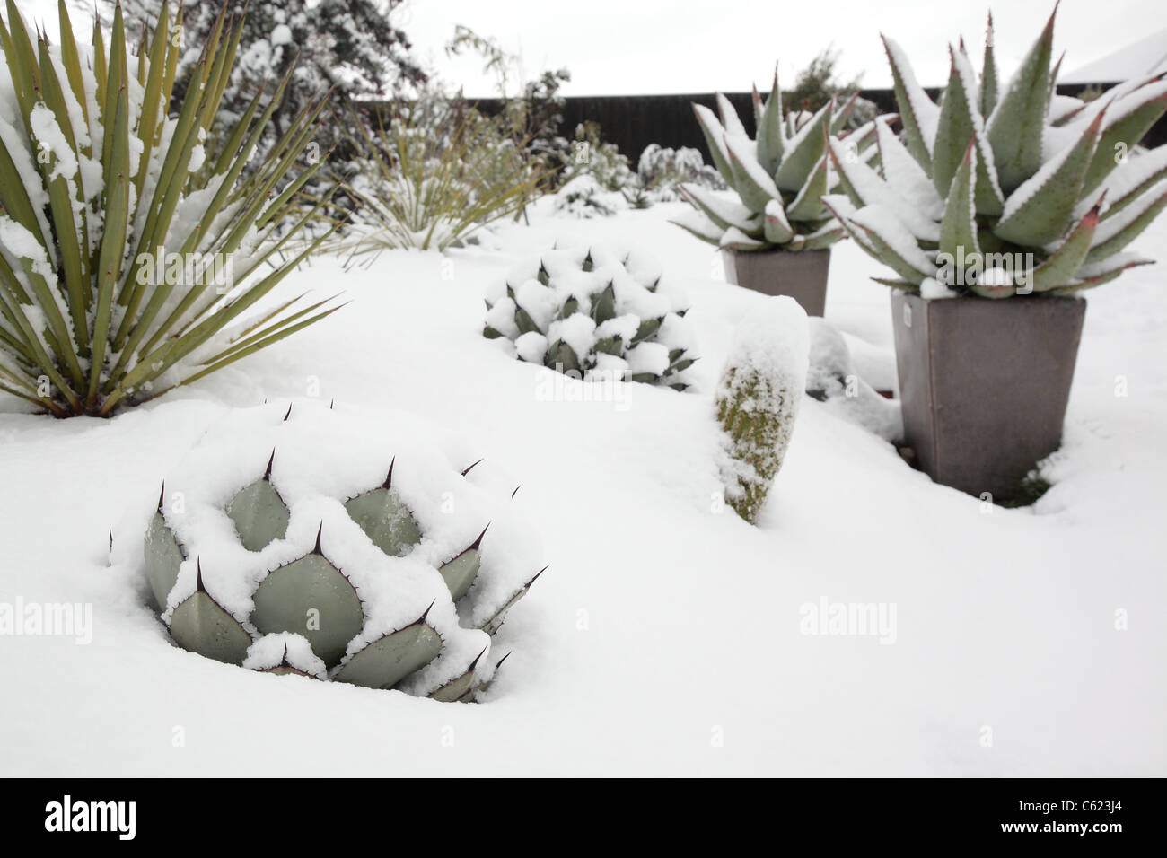 Snow covering exotic plants in a temperate garden Stock Photo - Alamy