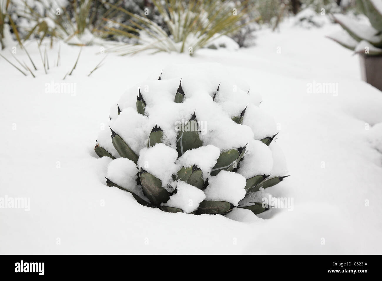 Snow agave hi-res stock photography and images - Alamy
