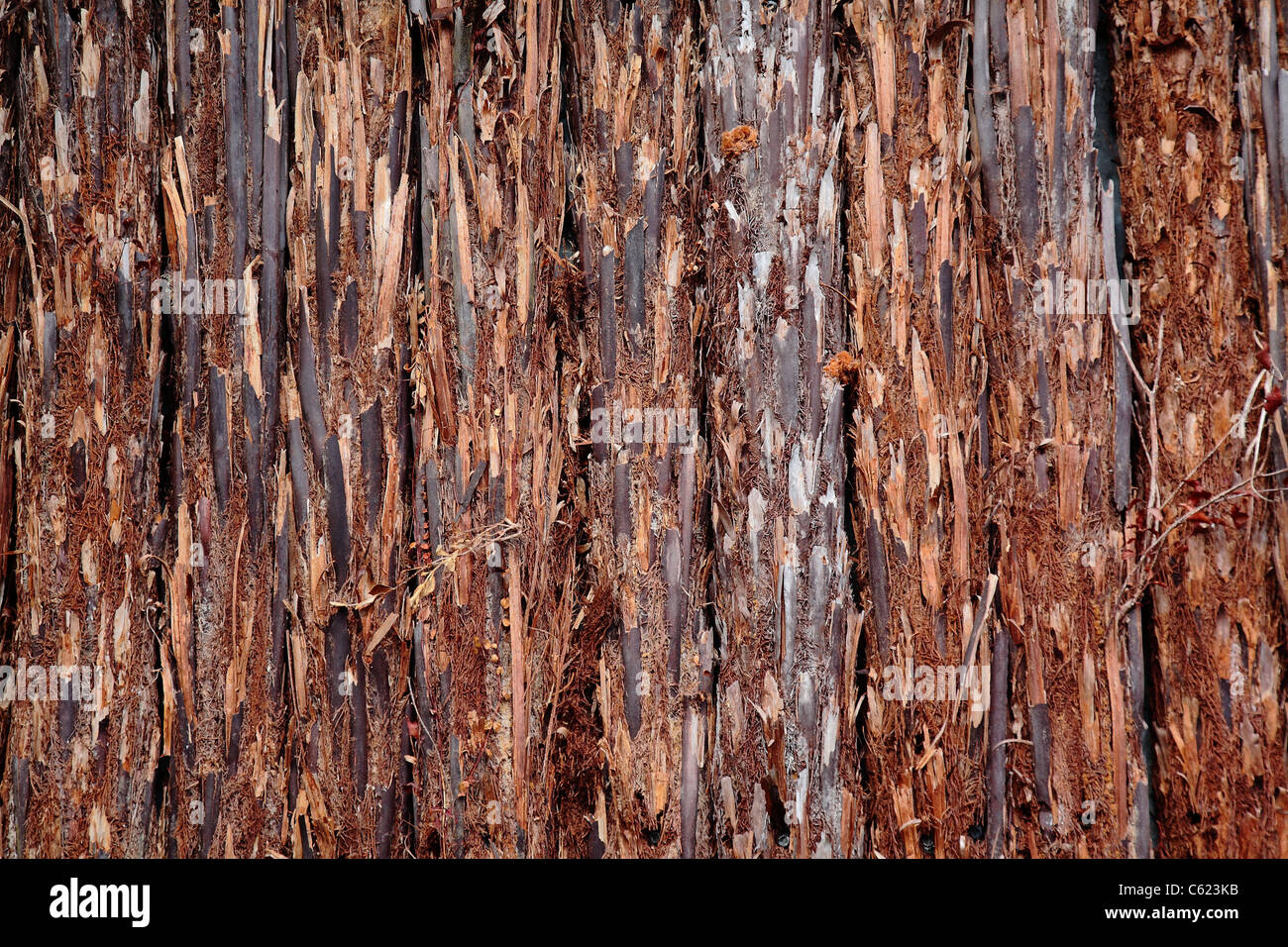 Punga hi-res stock photography and images - Alamy