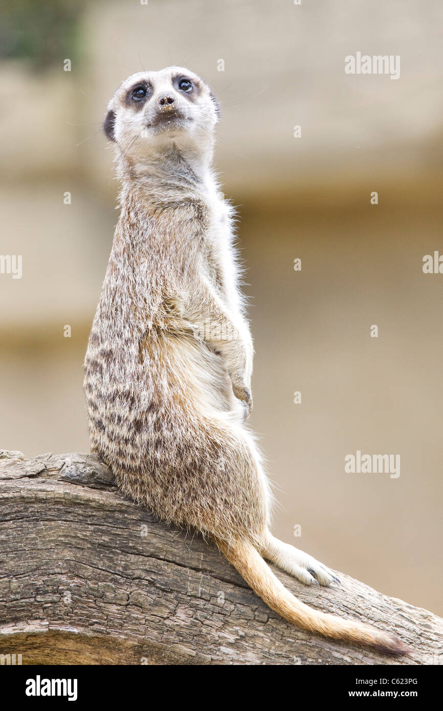 Slender tail meerkat hi-res stock photography and images - Alamy