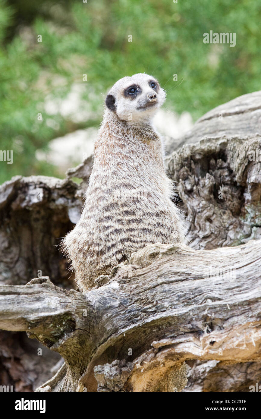 Meerkat's in captivity Stock Photo - Alamy