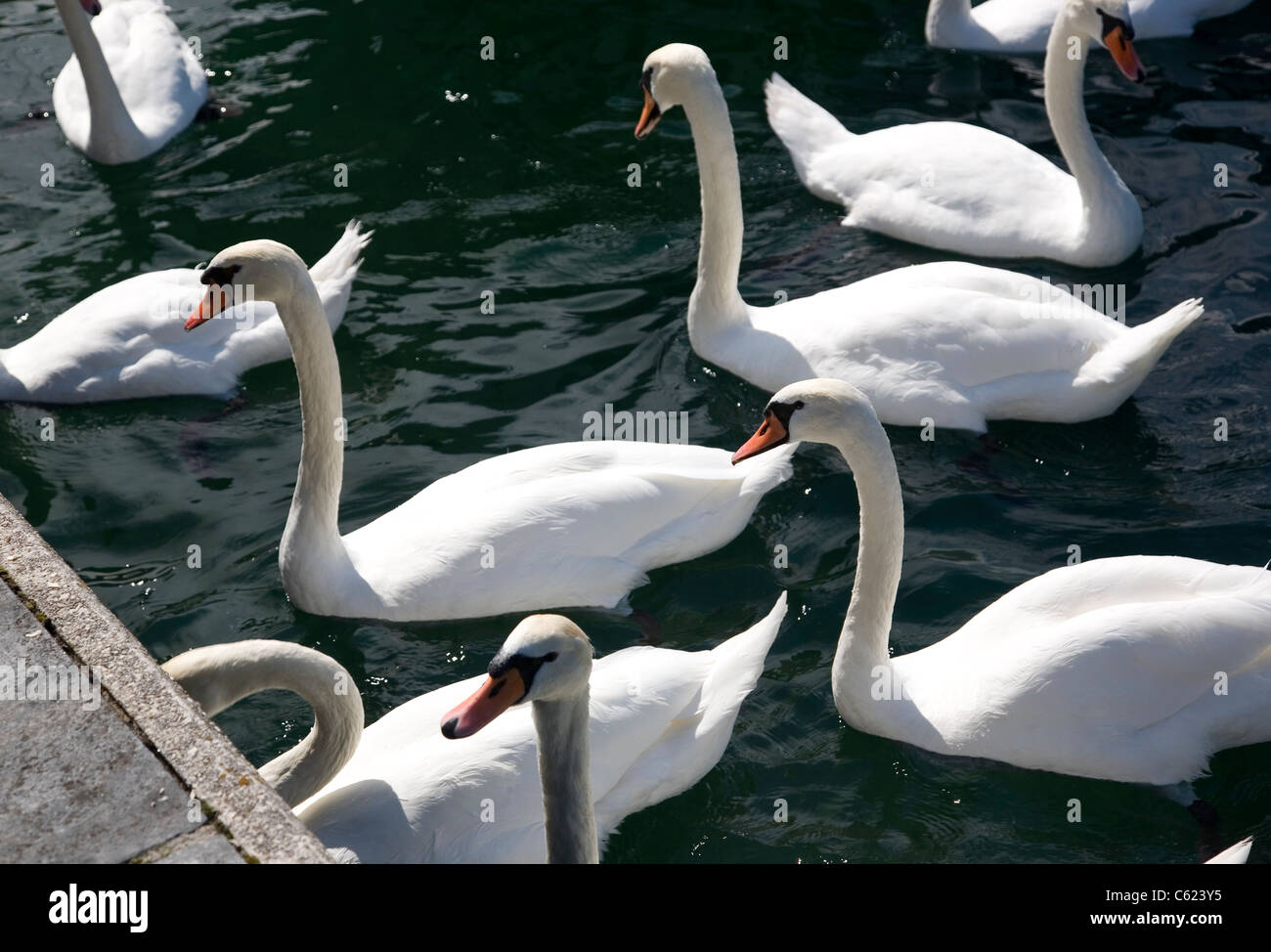 Mute swan lake geneva hi-res stock photography and images - Alamy
