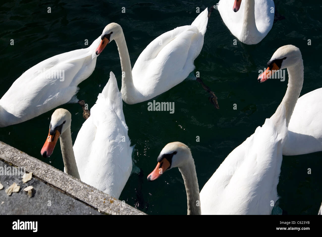 Swans on Lake Geneva Stock Photo - Alamy