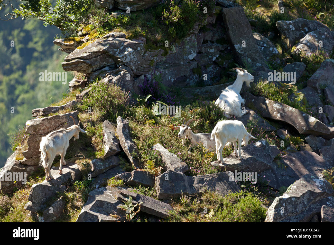 In the Western Pyrenees, goats living in liberty at summit level ...
