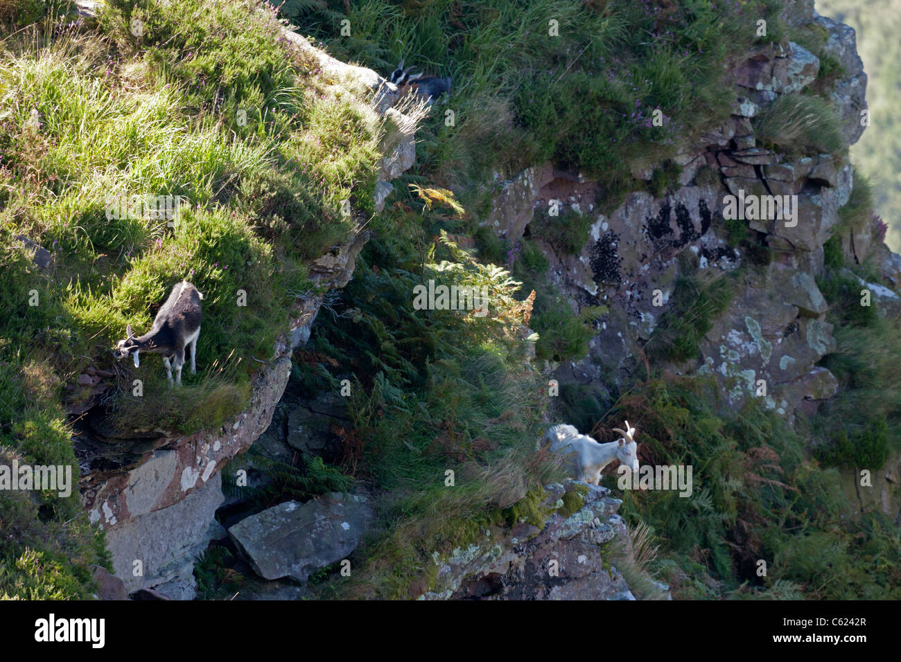 In the Western Pyrenees, goats living in liberty at summit level ...