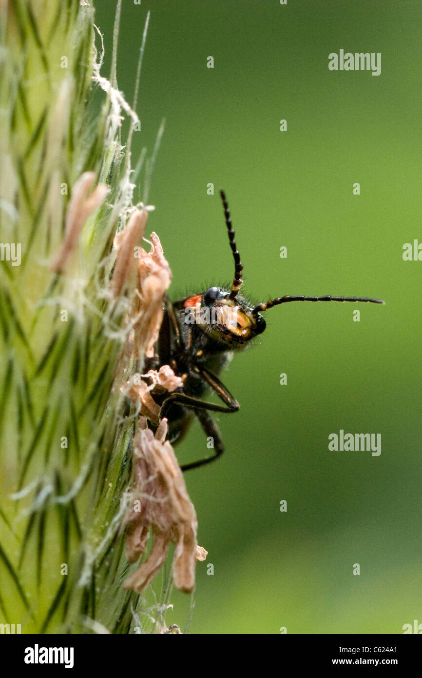 Insect grass hi-res stock photography and images - Alamy