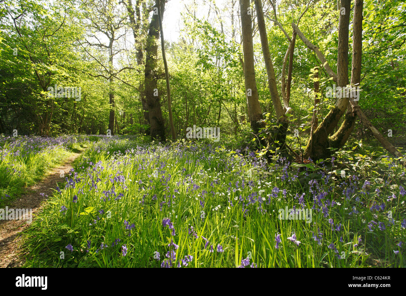 Forest clearing hi-res stock photography and images - Alamy