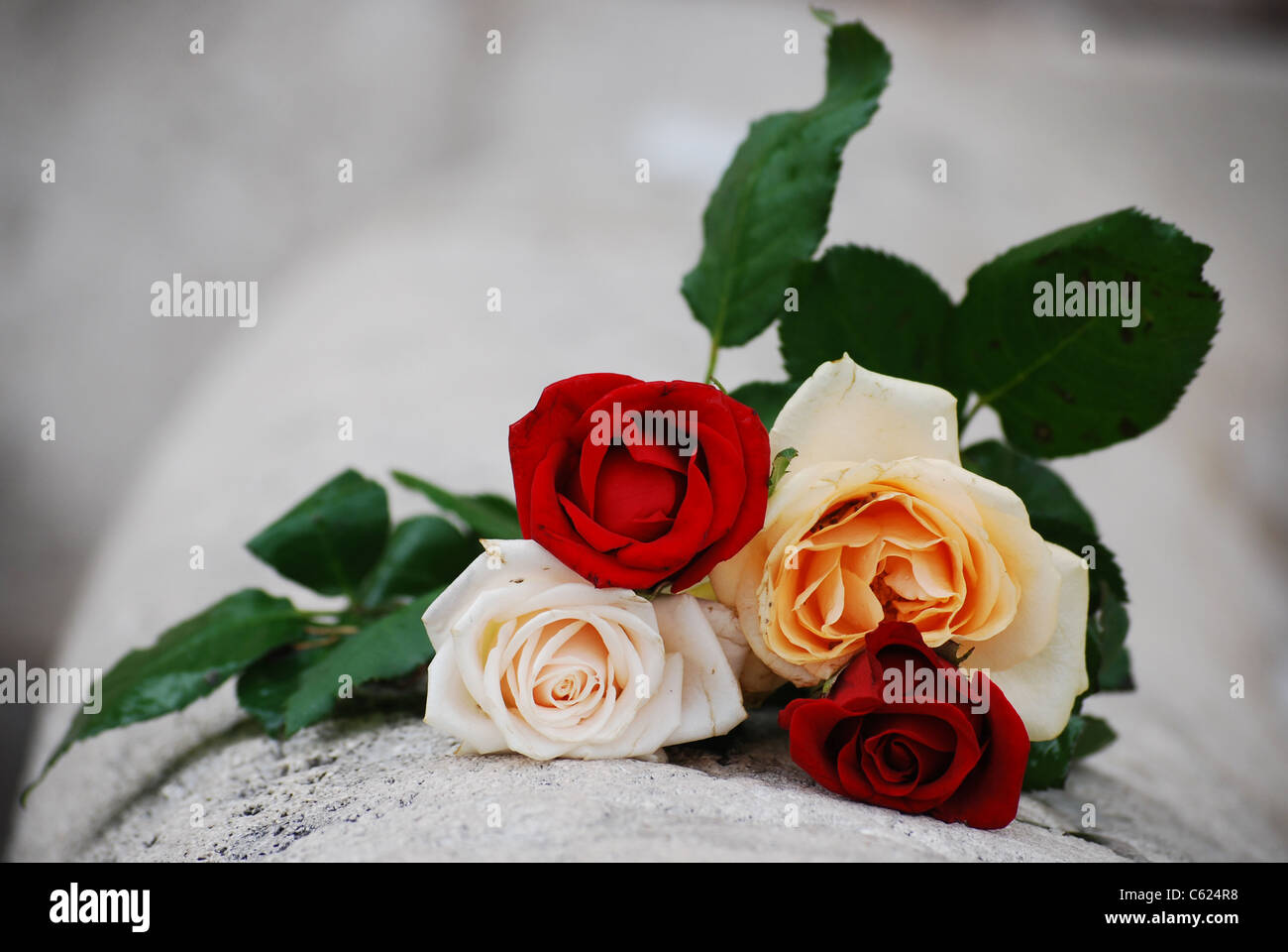 Group of colored roses Stock Photo - Alamy