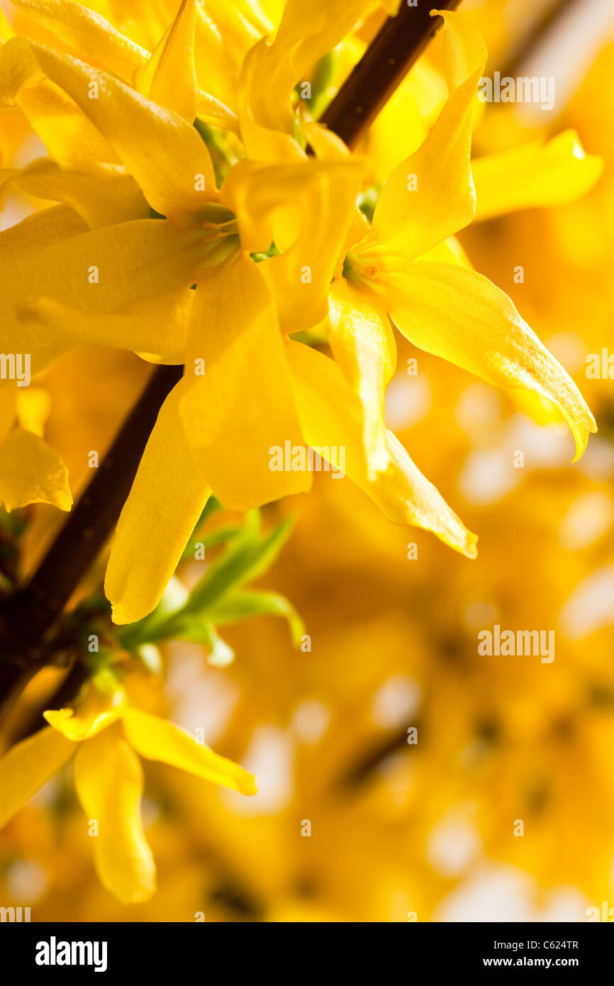 Macro of yellow forsythia flower Stock Photo - Alamy